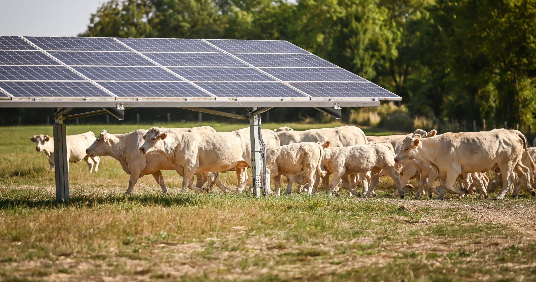 Agrivoltaïsme | Valeco, producteur d'énergies renouvelables